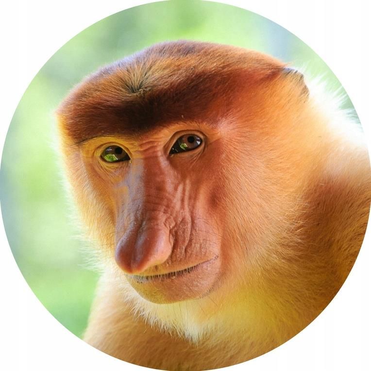 Małpa Nosacz Janusz Memy Mem gruby opłatek +gratis - Ceny i opinie ...