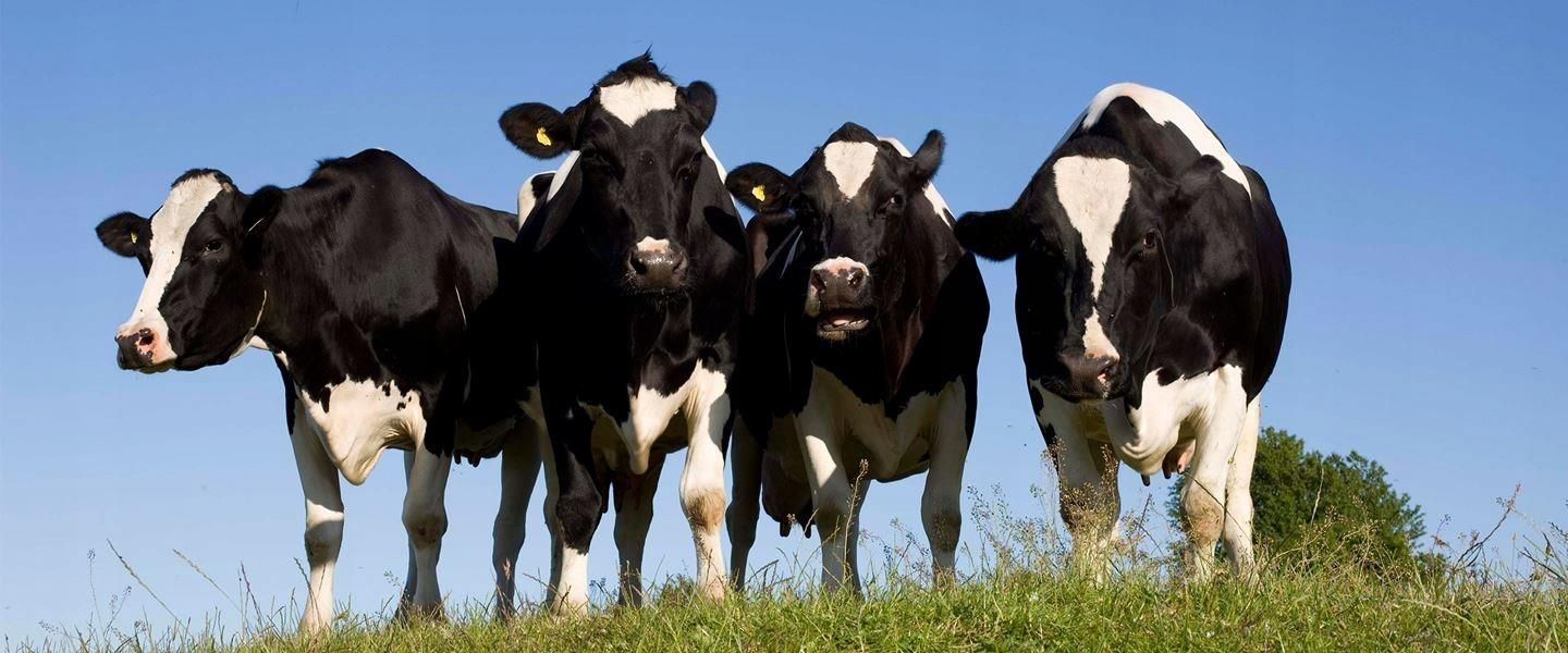 Bregott Brynt masło brązowe 300g ze Szwecji - Ceny i opinie - Ceneo.pl