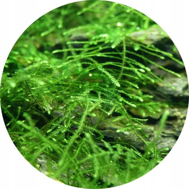 Mech jawajski - Java moss - Taxiphyllum barbieri - Ceny i opinie - Ceneo.pl
