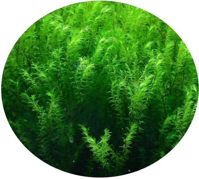 Mech Akwariowy Milimetre Moss Barbula sp. - Ceny i opinie - Ceneo.pl