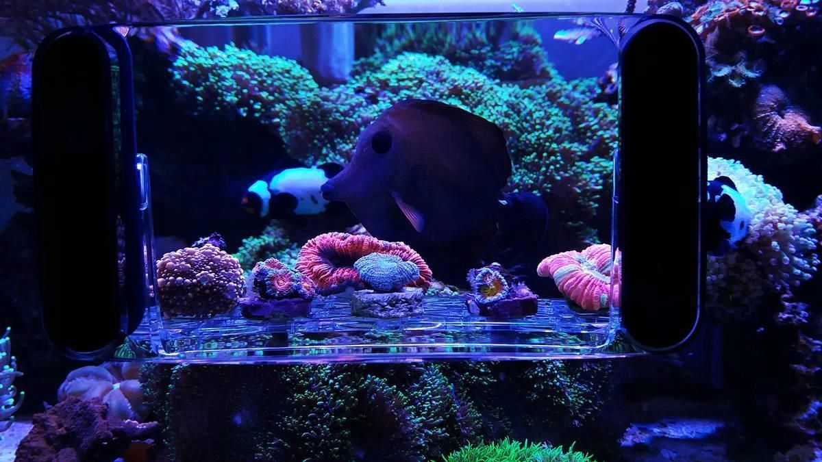 Maxspect Fragnifier FG-100 lupa powiększająca - Ceny i opinie - Ceneo.pl