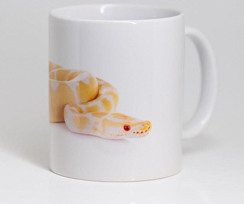 Kubek Pyton Królewski Albino Regius Wąż Terrarium - Ceny i opinie ...