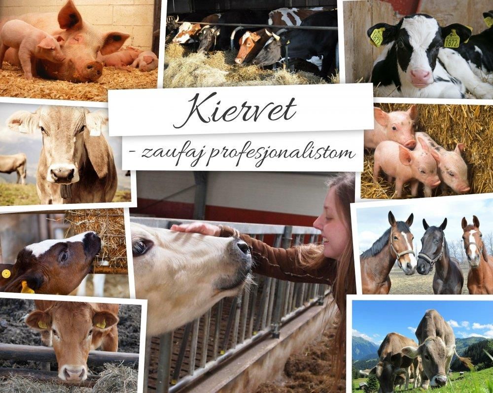 Agrisept 20 tabletek dezynfekcja wymion u krów - Ceny i opinie - Ceneo.pl