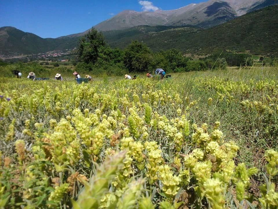 Herbata Gojnik Sideritis scardica herbata grecka 25g Olimp - Ceny i ...