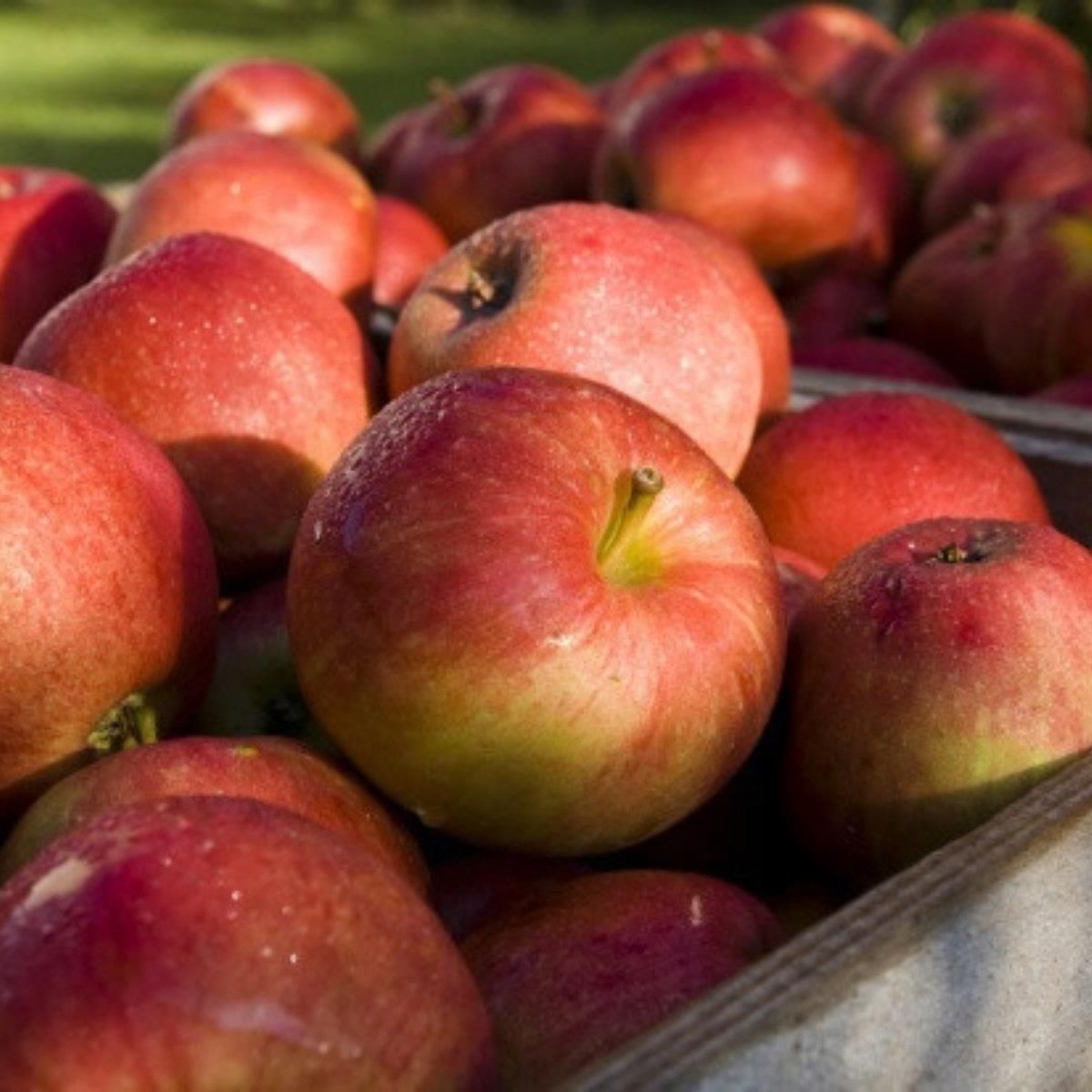 Aromat spożywczy złote jabłko fuji 10 ml - Ceny i opinie - Ceneo.pl