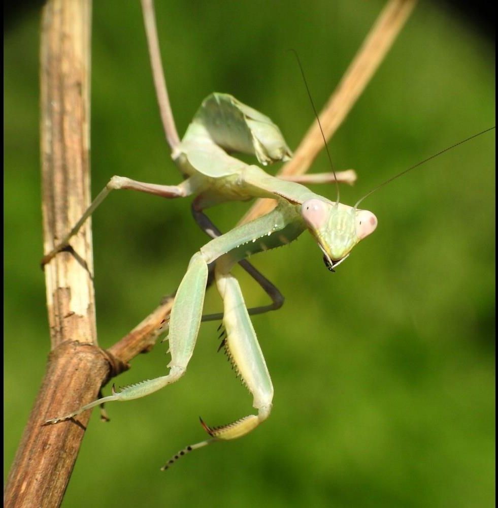 Exo Factory Modliszka Gwinejska Sphodromantis Subimago+ Gratis - Ceny i ...