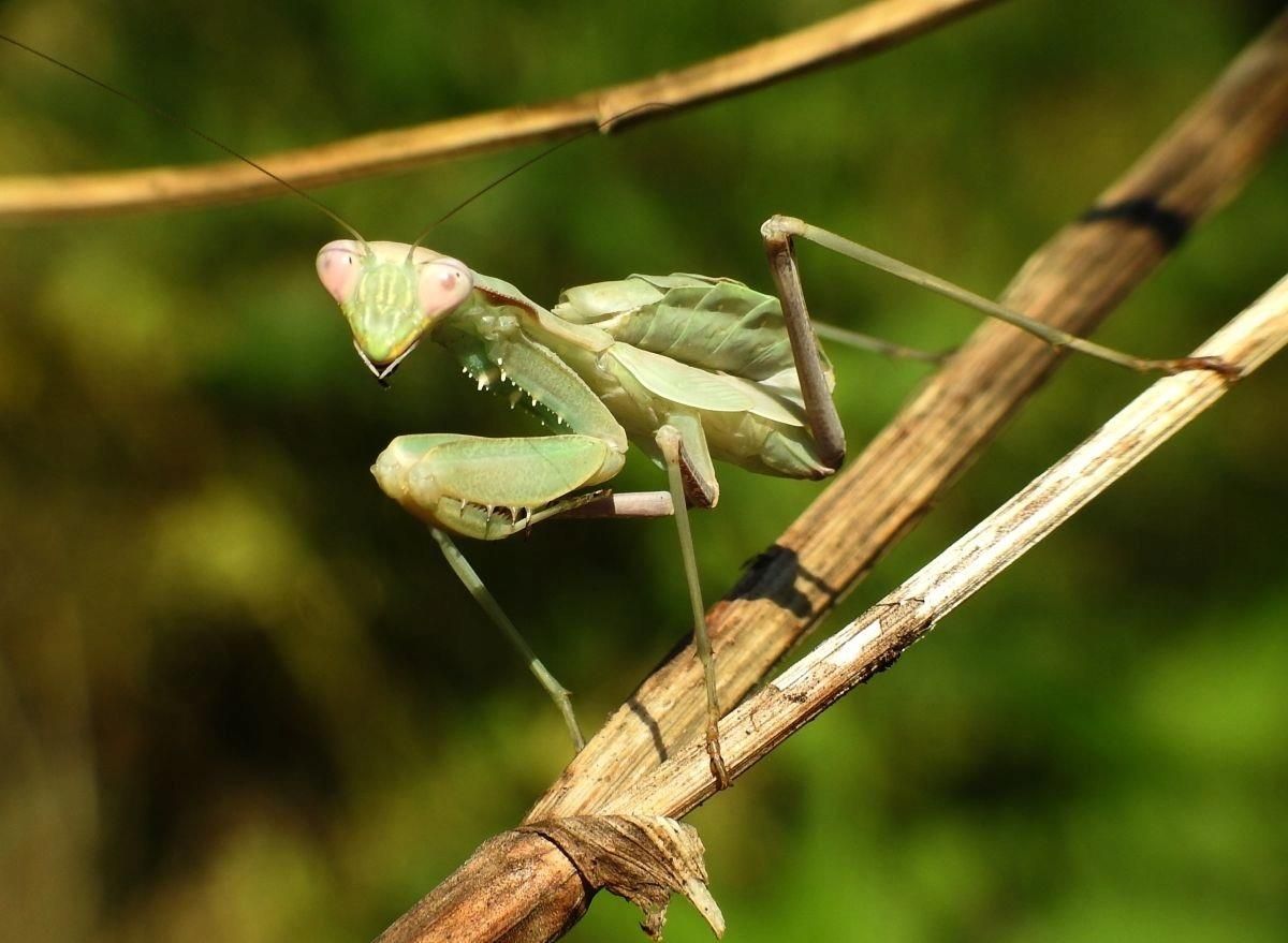 Exo Factory Modliszka Gwinejska Sphodromantis Subimago+ Gratis - Ceny i ...