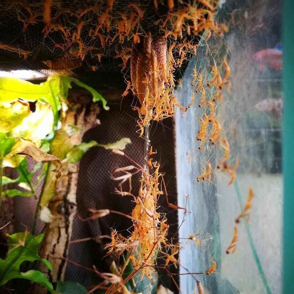 Exo Factory Sphodromantis Aurea Prawdziwa Niebieska Modliszka - Ceny i ...