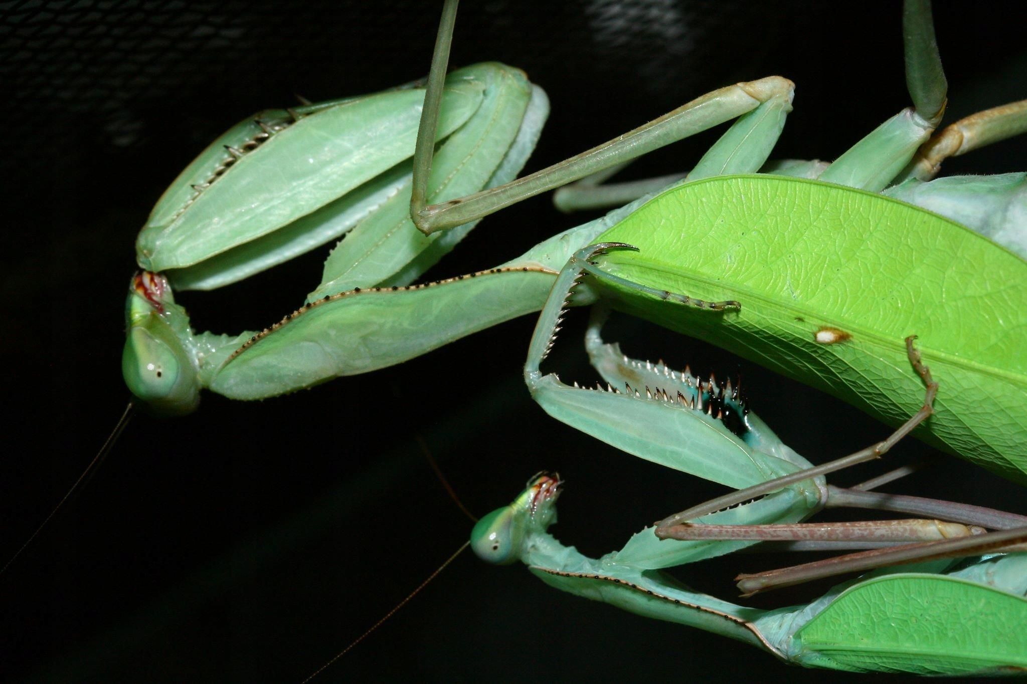 Exo Factory Sphodromantis Aurea Prawdziwa Niebieska Modliszka - Ceny i ...