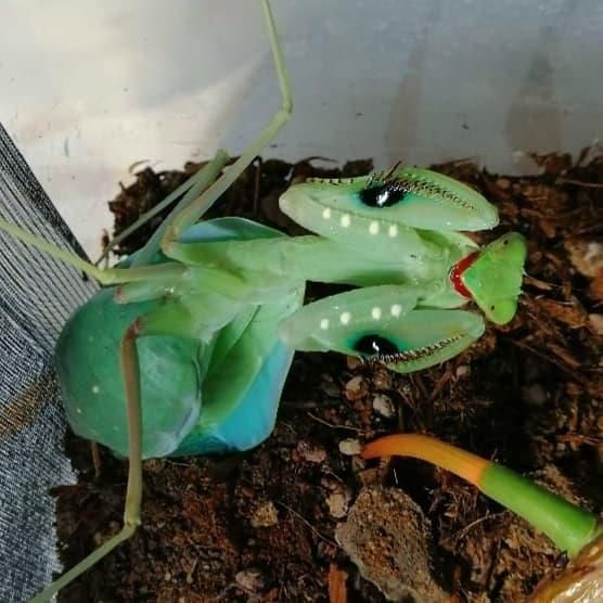 Exo Factory Sphodromantis Aurea Prawdziwa Niebieska Modliszka - Ceny i ...