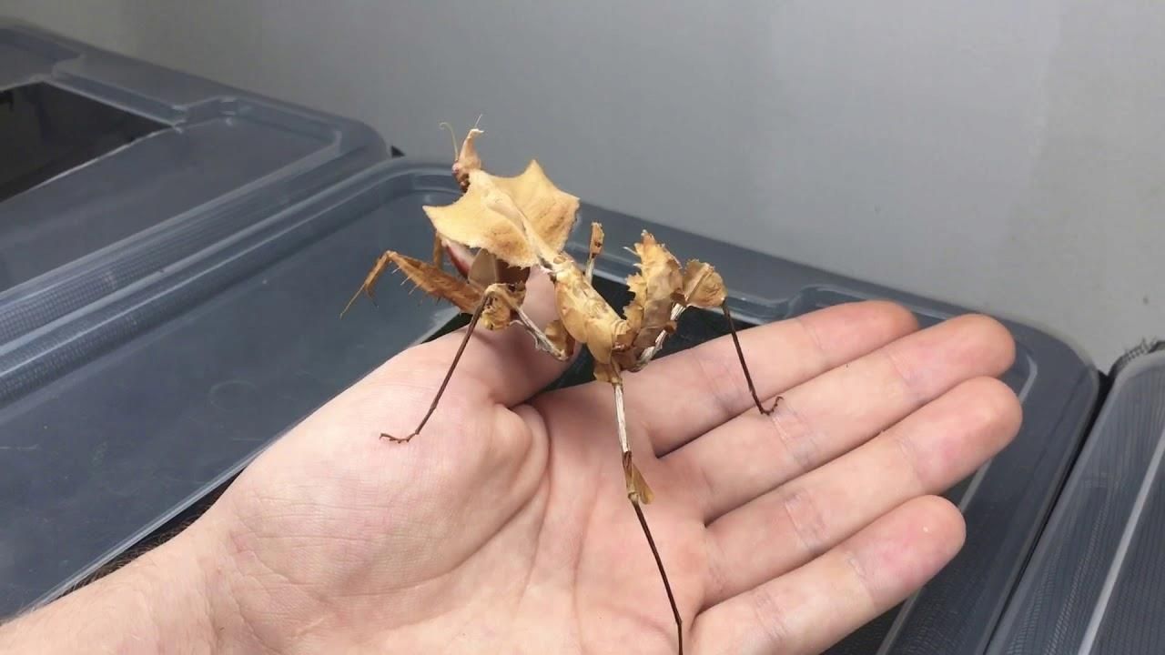 Exo Factory Idolomantis Diabolica Modliszka Diabelska - Ceny i opinie ...