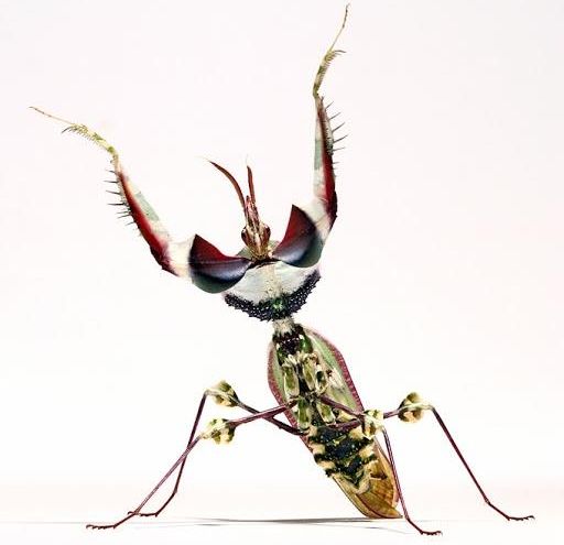Exo Factory Idolomantis Diabolica Modliszka Diabelska - Ceny i opinie ...