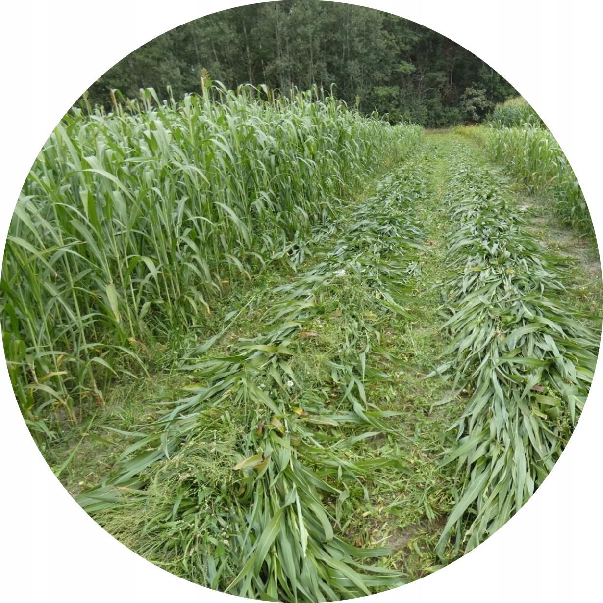 MATACO NUTRI HONEY SORGO 25KG SORGO TRAWA SUDAŃSKA - Ceny i opinie ...