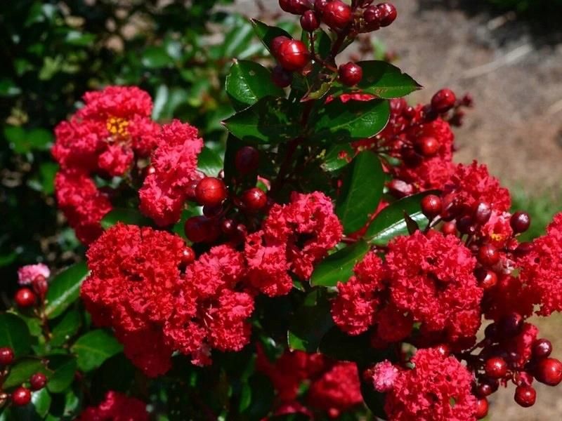 Lagerstroemia petite red czerwona sadzonka - Ceny i opinie - Ceneo.pl