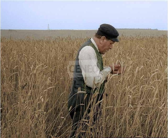 Pakiet filmowy Sami Swoi + Nie Ma Mocnych + Kochaj Albo Rzuć (DVD ...