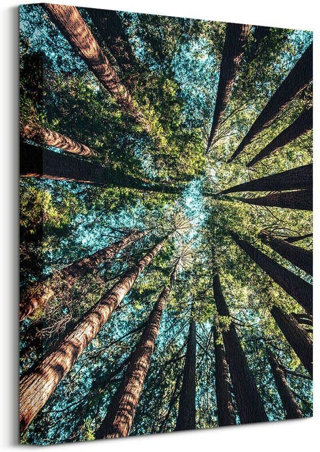 CASEY HORNER LOOKING UP - OBRAZ NA PŁÓTNIE 30X40 CM CM - Opinie i ...