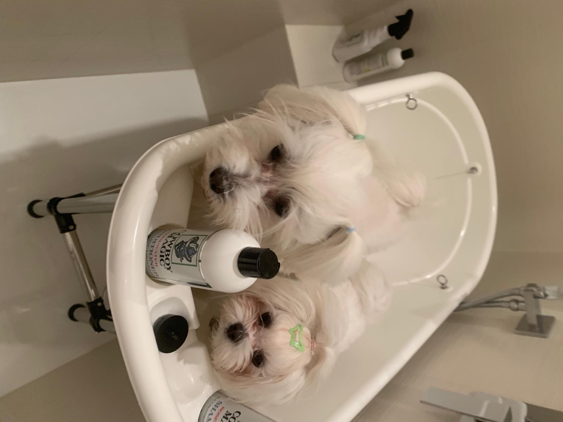 Blovi Dog Small Bath poręczna mini wanna do kąpieli małych zwierząt ...