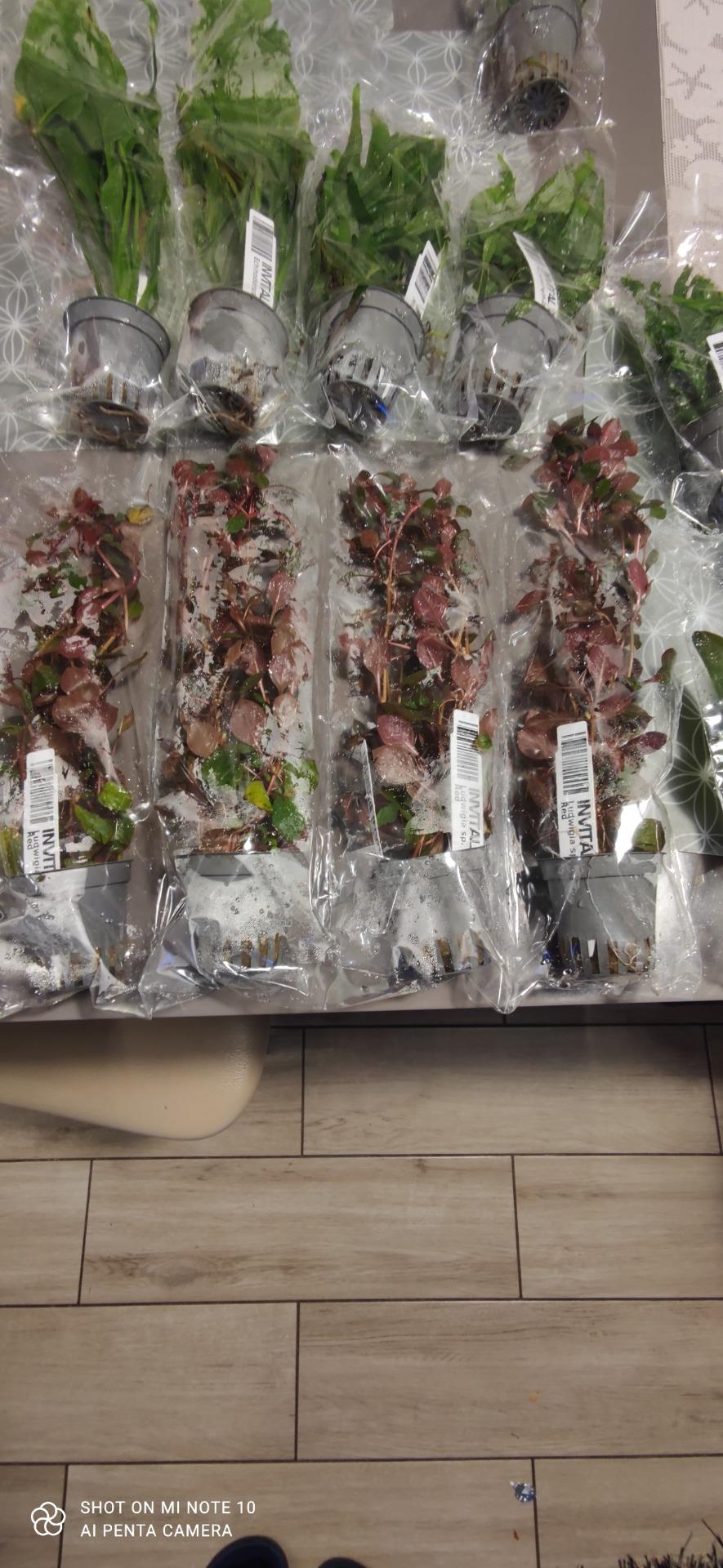 Invital Plant Glue Klej Do Roślin / Mchów - Ceny i opinie - Ceneo.pl