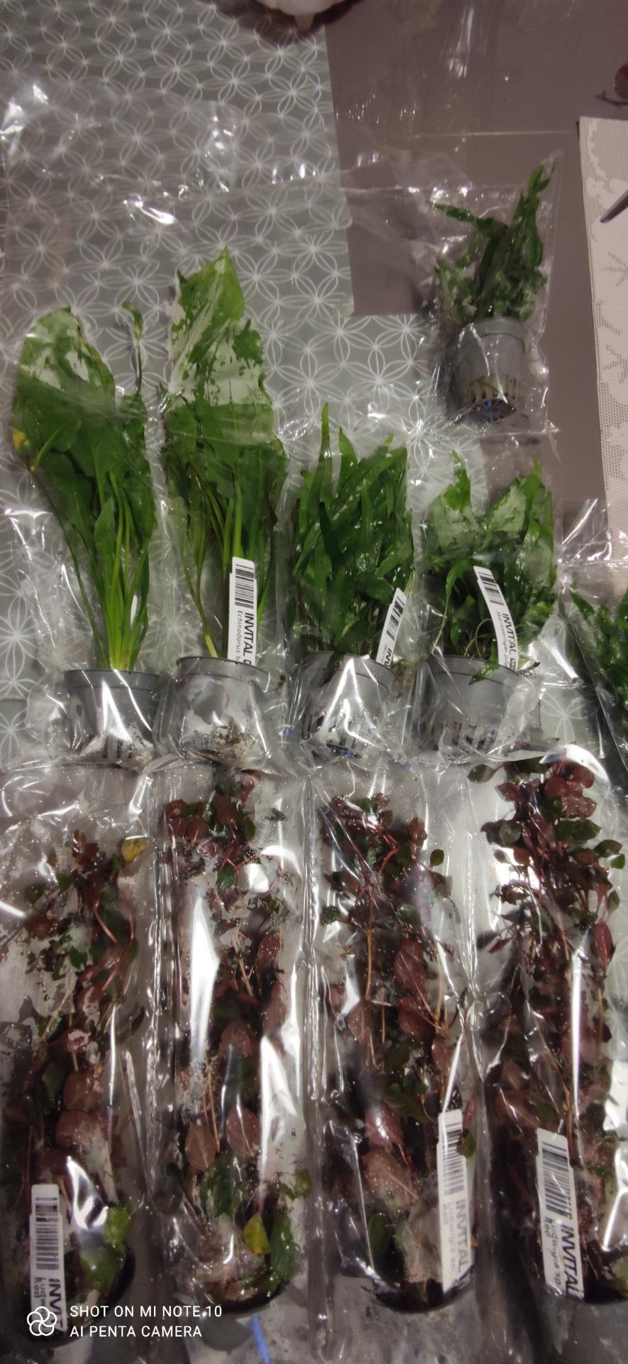 Invital Plant Glue Klej Do Roślin / Mchów - Ceny i opinie - Ceneo.pl