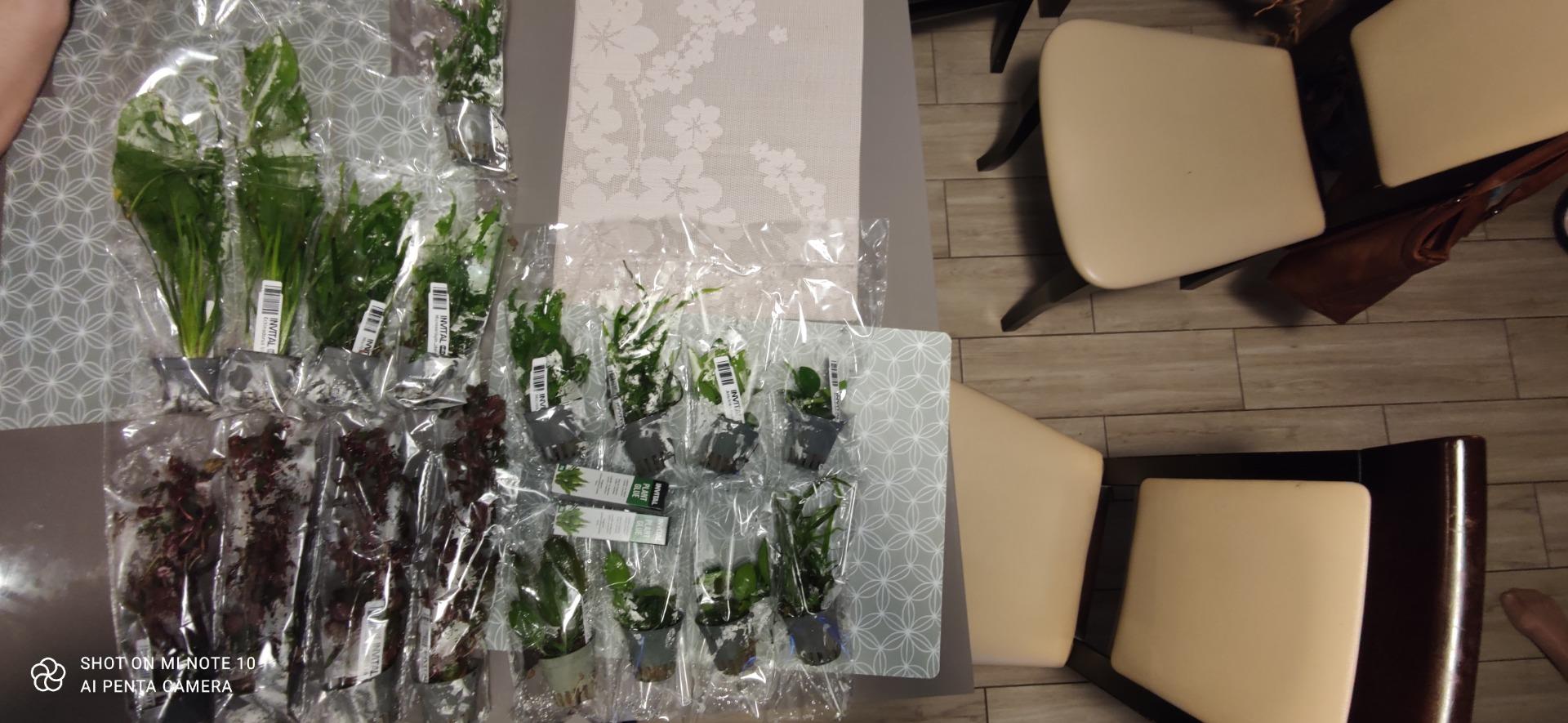 Invital Plant Glue Klej Do Roślin / Mchów - Ceny i opinie - Ceneo.pl