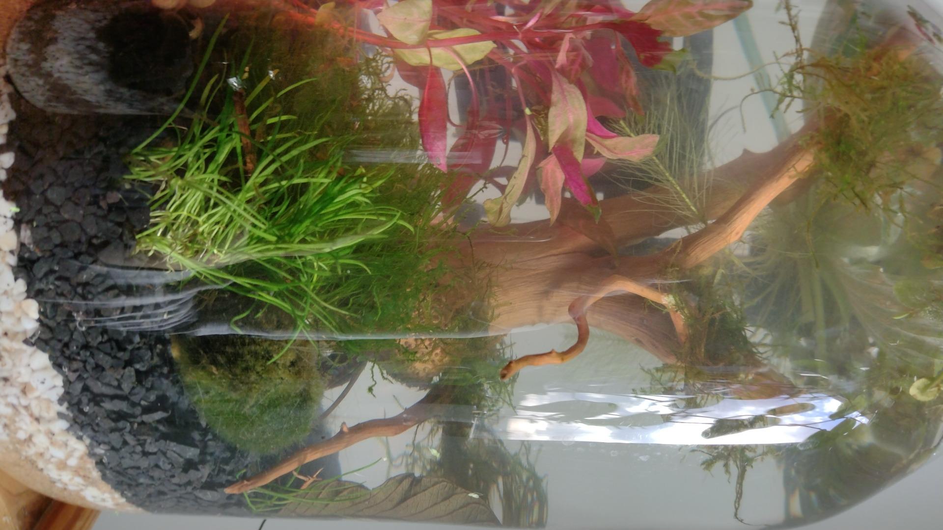 Invital Plant Glue Klej Do Roślin / Mchów - Ceny i opinie - Ceneo.pl