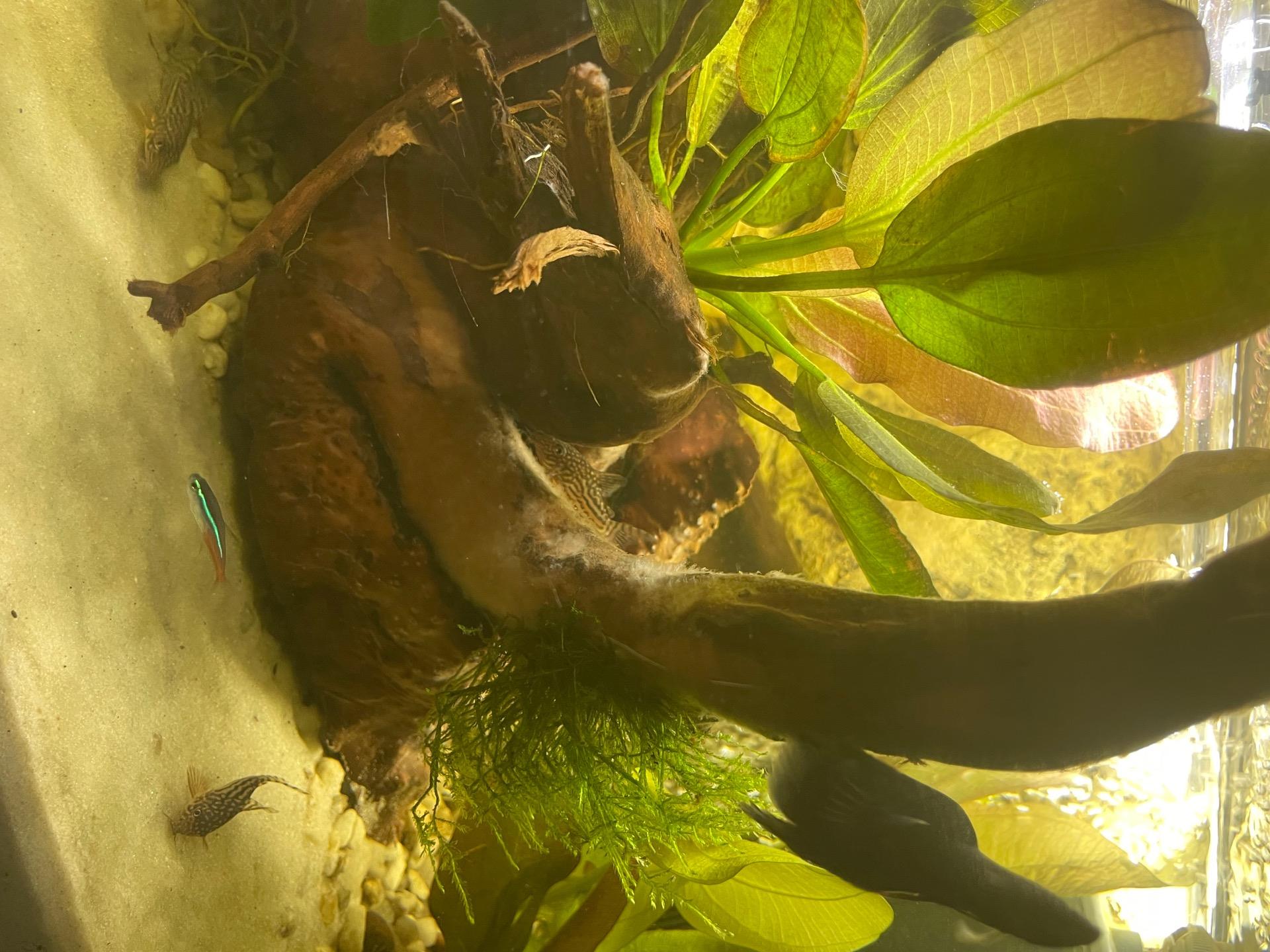 Invital Plant Glue Klej Do Roślin / Mchów - Ceny i opinie - Ceneo.pl