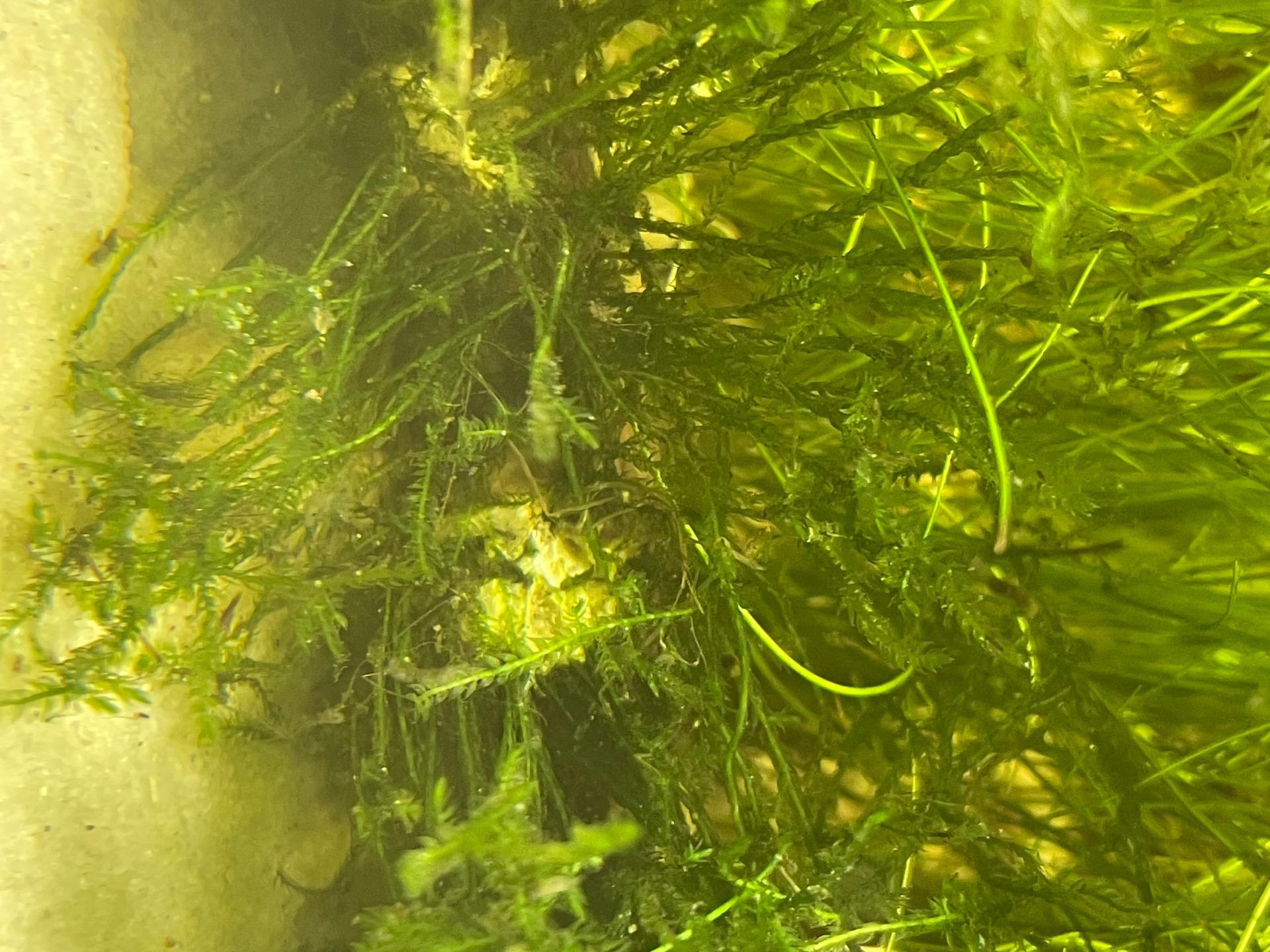 Invital Plant Glue Klej Do Roślin / Mchów - Ceny i opinie - Ceneo.pl