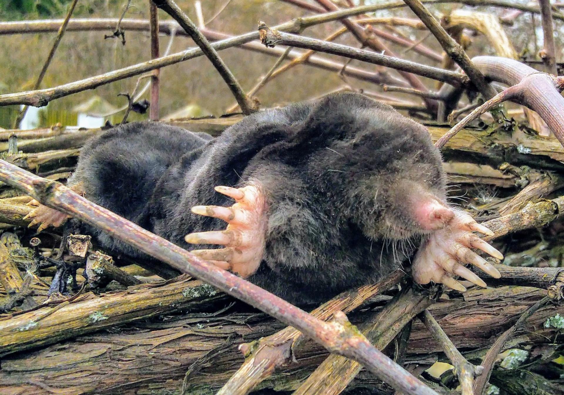 Chem Point Karbid Na Krety Pozbądź Się Kreta Skutecznie 1kg - Opinie i ...