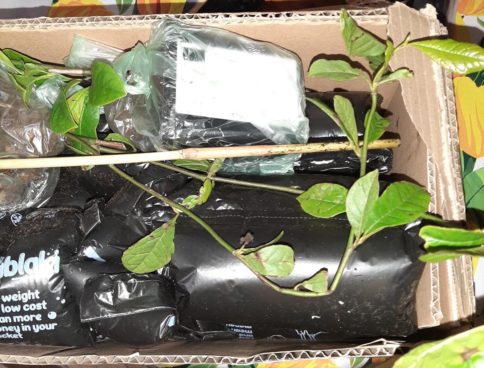 Magnolia George Henry KernP9 0,5L - Ceny i opinie - Ceneo.pl